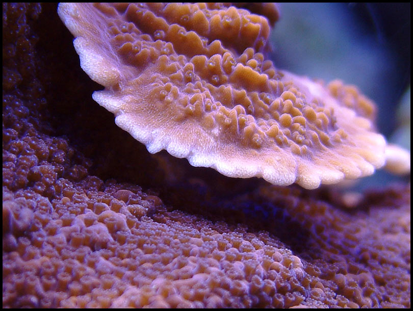 Macros Montipora Capricornis