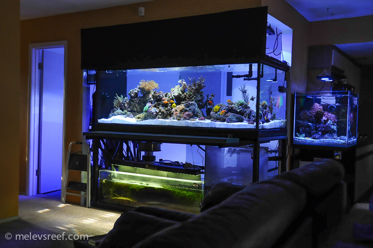 A few pictures of my 400g reef | Reef2Reef
