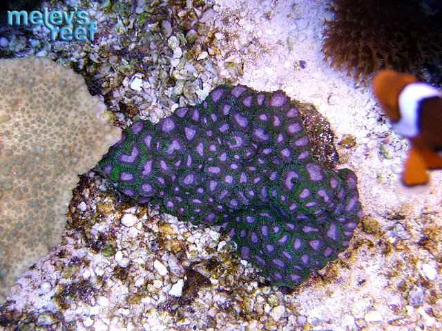 Melev's new 280g Starfire tank thread - Page 29 - Reef Central Online ...