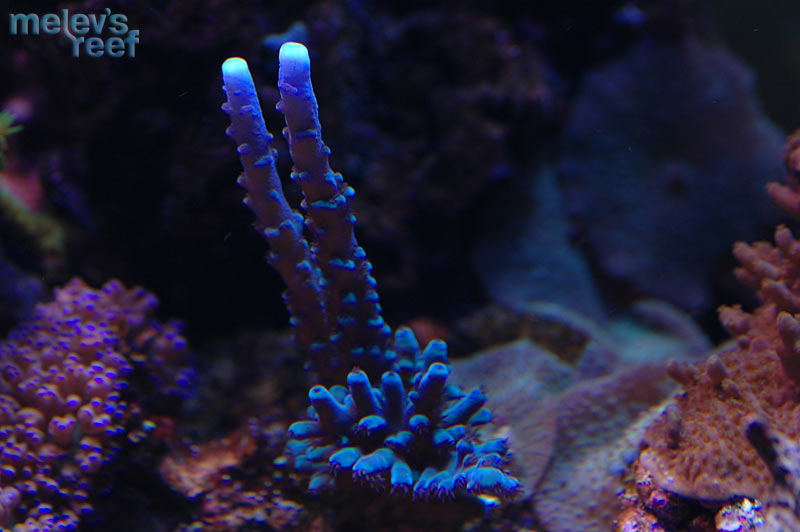 Melev's new 280g Starfire tank thread - Page 29 - Reef Central Online ...