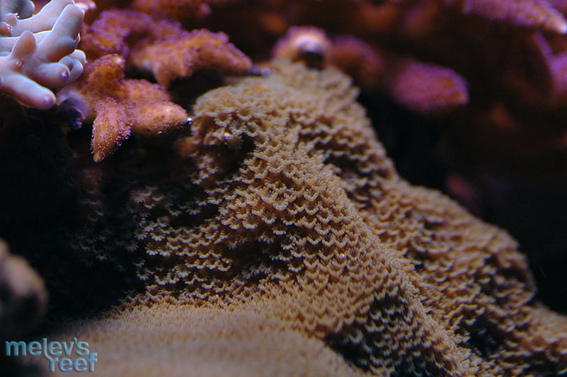 What do montipora encrusting SPS lool like grown out?? - Reef Central ...