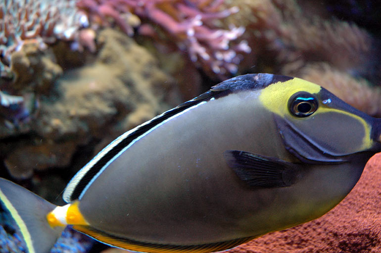 New arrivals - Reef Central Online Community