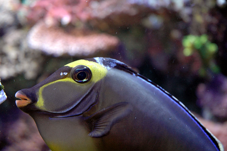 New arrivals - Reef Central Online Community