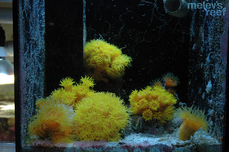 Melev's new 280g Starfire tank thread - Page 2 - Reef Central Online ...