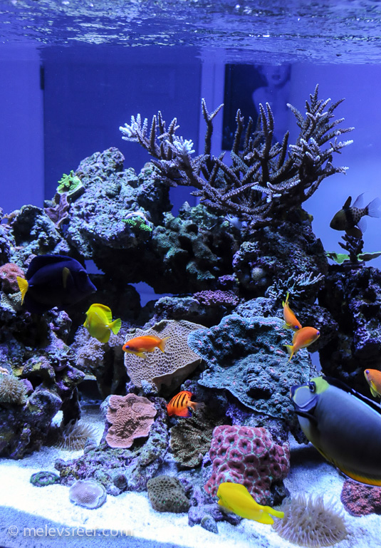 A few pictures of my 400g reef | Page 42 | Reef2Reef